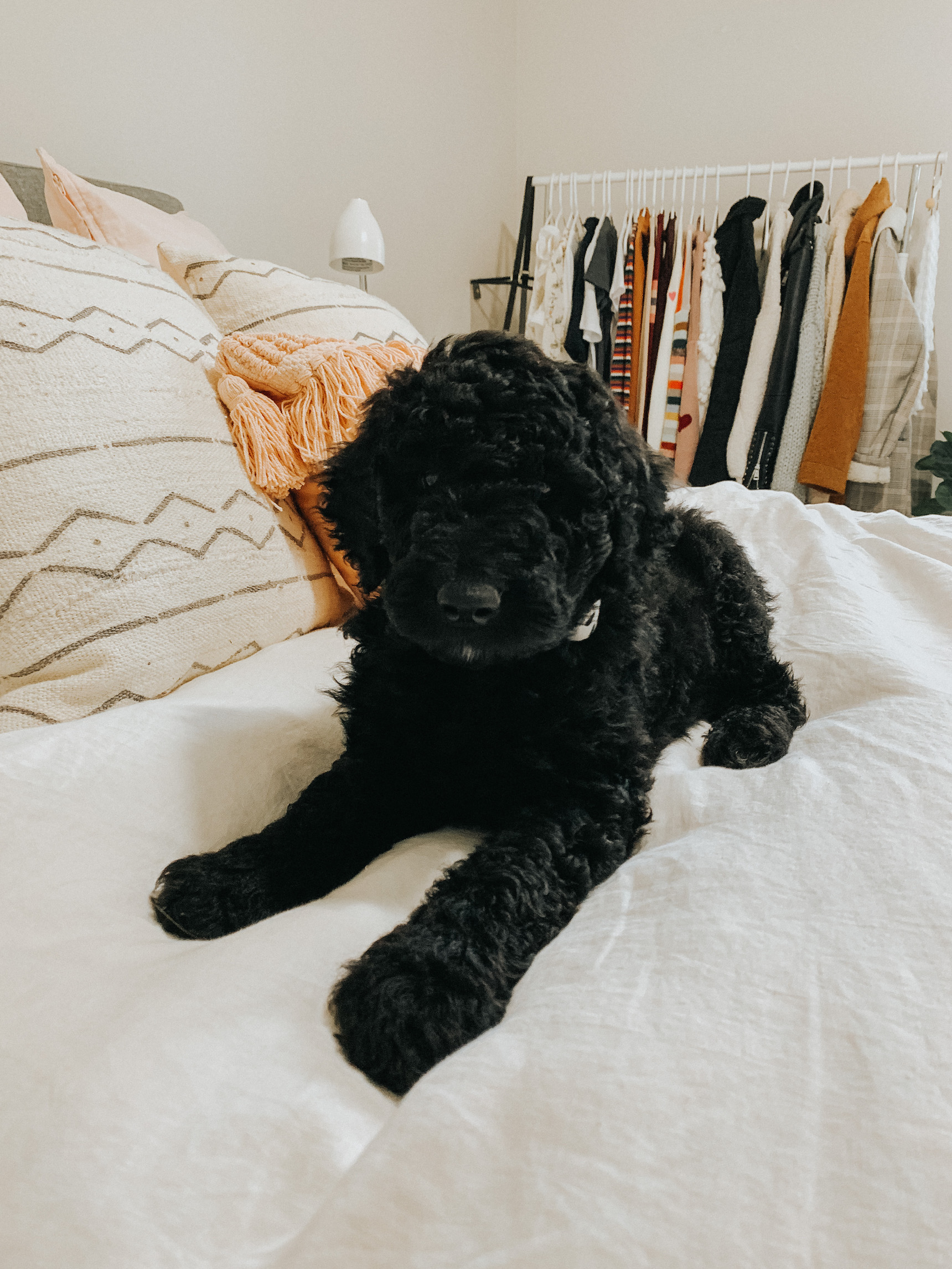 Black Mini Labradoodle Puppy